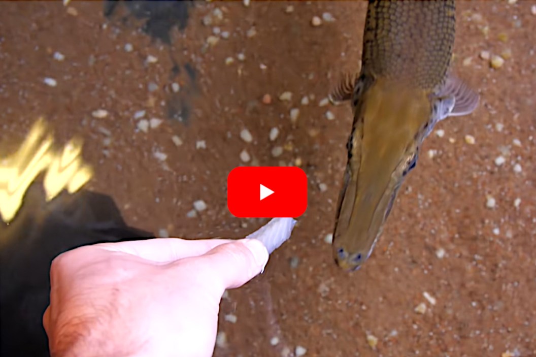 Pet Alligator Gar Bites Owner as He Tries to Feed It - Wide Open Spaces