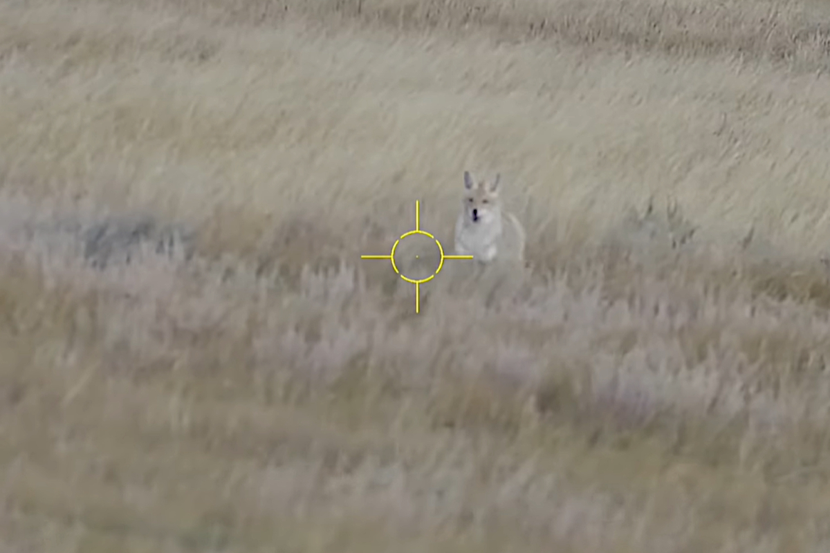 Coyote Hunters Down 13 Predators in Less Than a Day - Wide Open Spaces