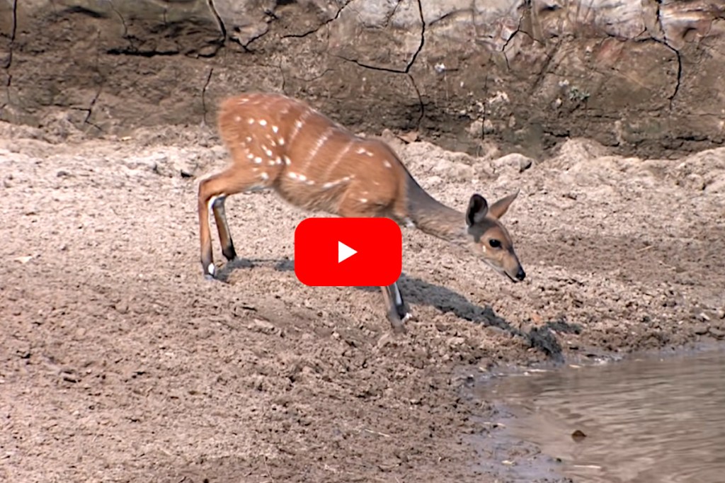 Impala Amazingly Escapes Crocodile, Gets Nabbed By a Leopard Seconds ...