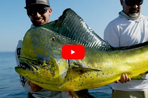 Giant Dolphin Fish Puts Up Huge Fight for Saltwater Angler - Wide Open ...