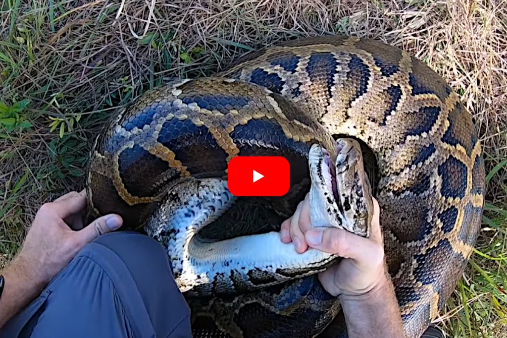 Snake Wrangler Takes on 12-Foot Florida Python Solo - Wide Open Spaces
