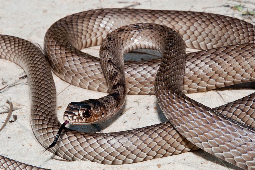 Coachwhip Snake: What You Need to Know About This Southern U.S. Serpent ...