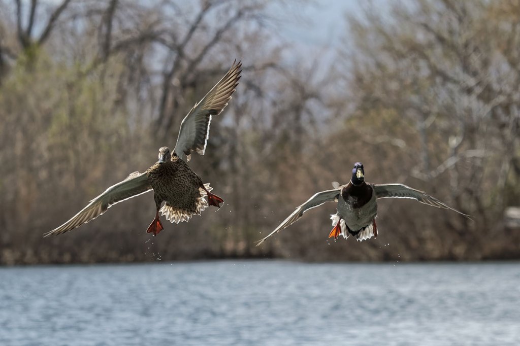 Understanding Migratory Bird Flyways and How to Hunt Them - Wide Open ...