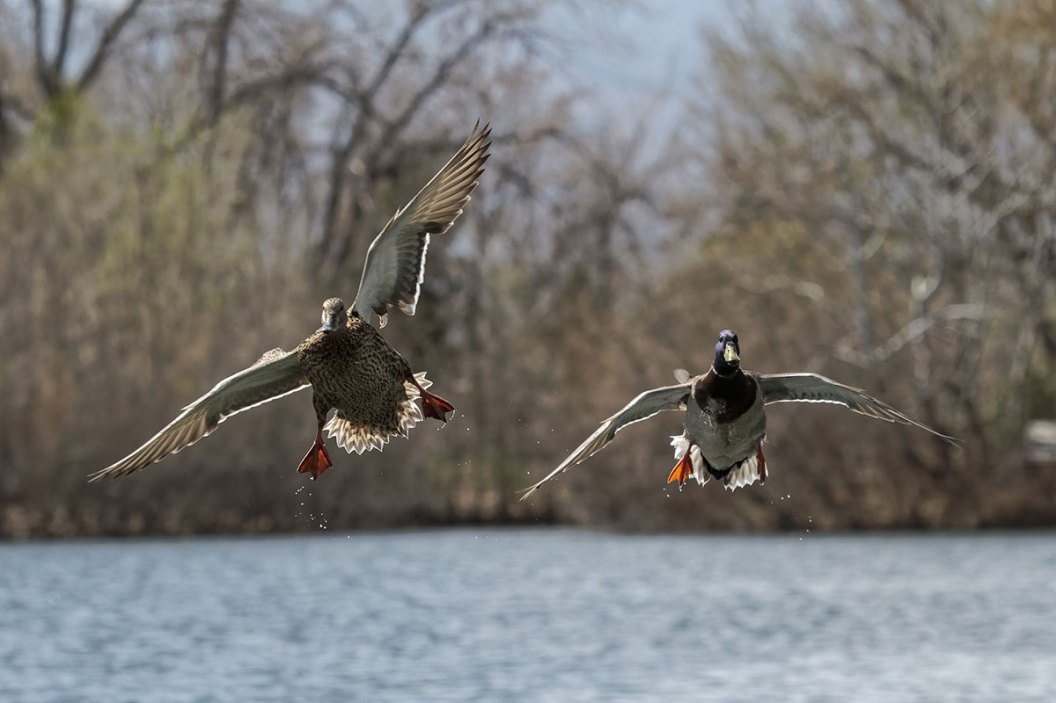 Understanding Migratory Bird Flyways and How to Hunt Them - Wide Open ...