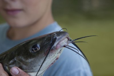 Apparently Catfish Can Beach Themselves to Hunt Pigeons - Wide Open Spaces
