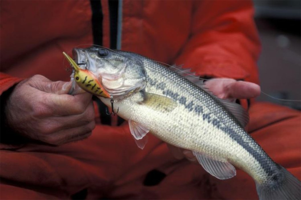 Spotted Bass: How to 'Spot' and Fish for the Largemouth Cousin - Wide ...