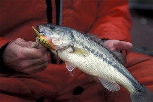 Spotted Bass: How to 'Spot' and Fish for the Largemouth Cousin - Wide ...