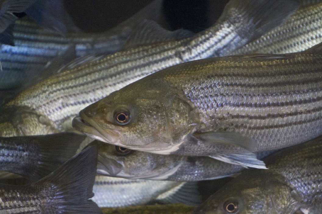 Striped Bass: All About the Species and How to Catch It - Wide Open Spaces