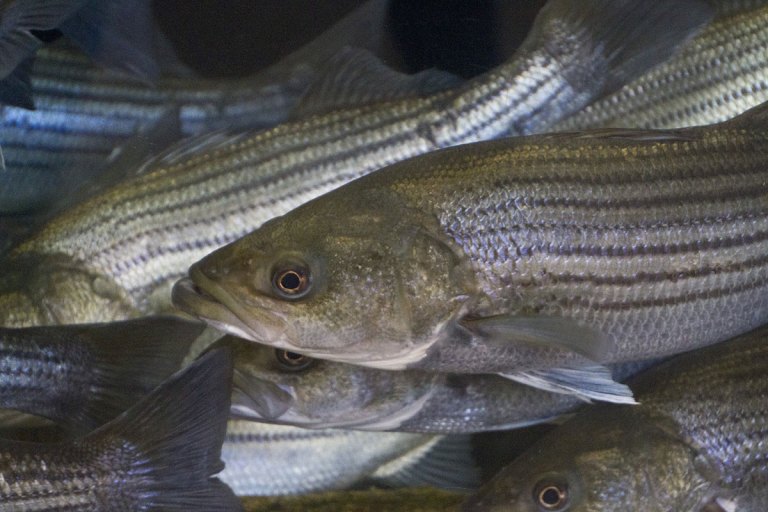 Striped Bass: All About the Species and How to Catch It - Wide Open Spaces
