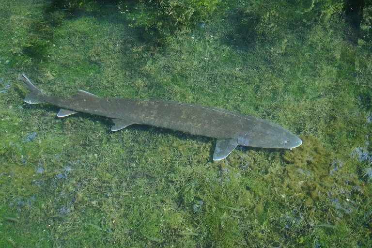 10 Ugly Fish Swimming the Seas, Streams, and Sewers - Wide Open Spaces