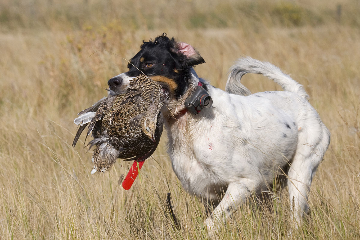 Camp Thunderbird Embodies a Love for Upland Game Birds and the Past ...