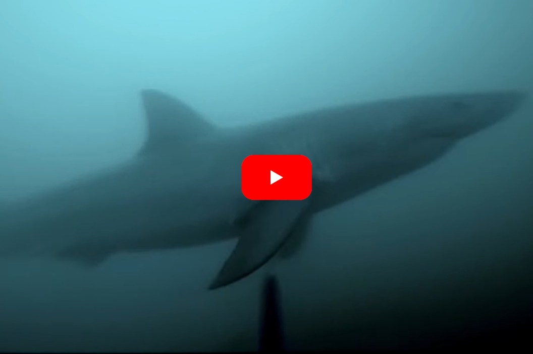 Reef Shark Bites Spearfisherman in Grueling Footage (Warning: Graphic ...