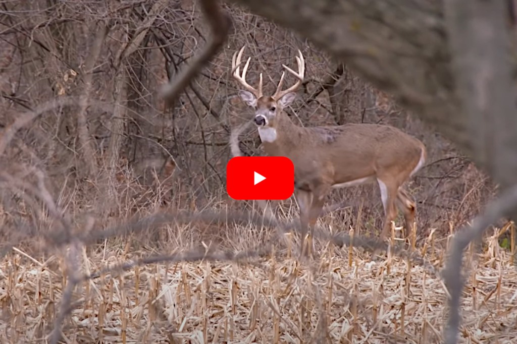 Illinois Shotgun Hunter Takes Down Injured and Limping Big Buck - Wide ...