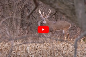Buck Shows Up on Trail Camera Footage With Large Wound - Wide Open Spaces