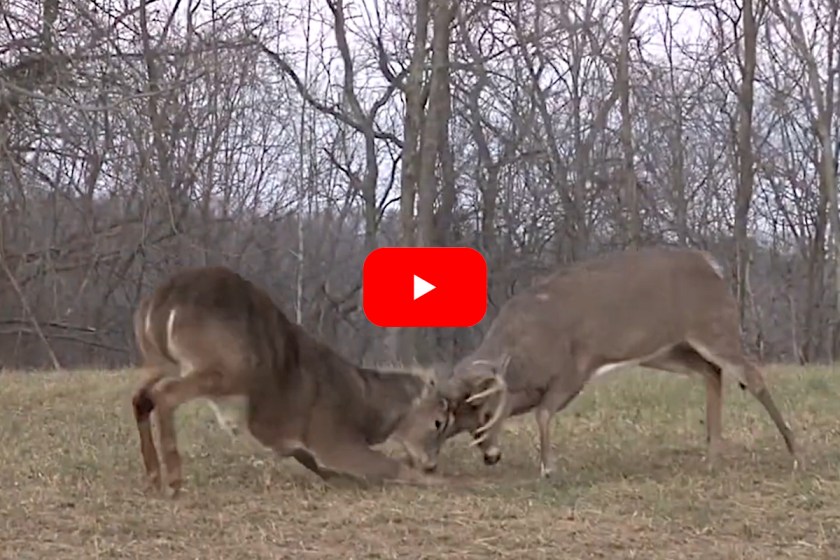 Buck Already Shed His Antlers, But Just Can't Stop Picking Fights ...