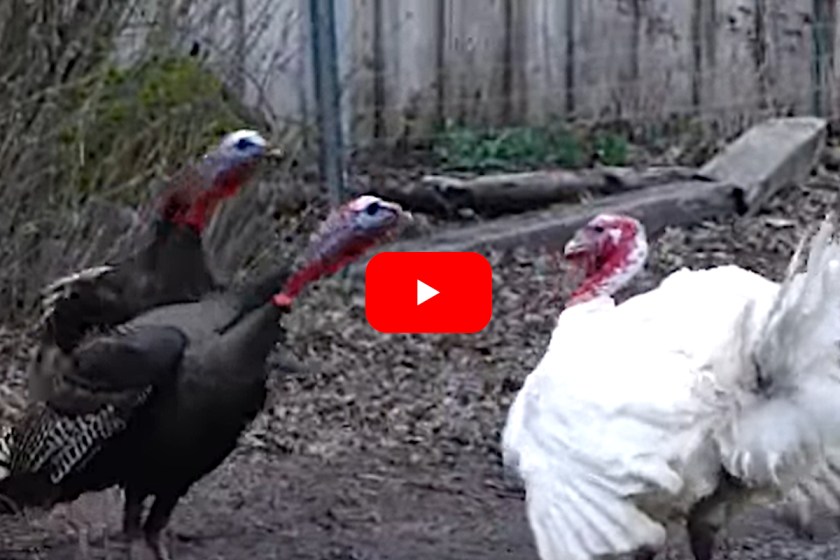 Look at the Insane Damage This Turkey Did After Being Hit by a Pickup ...