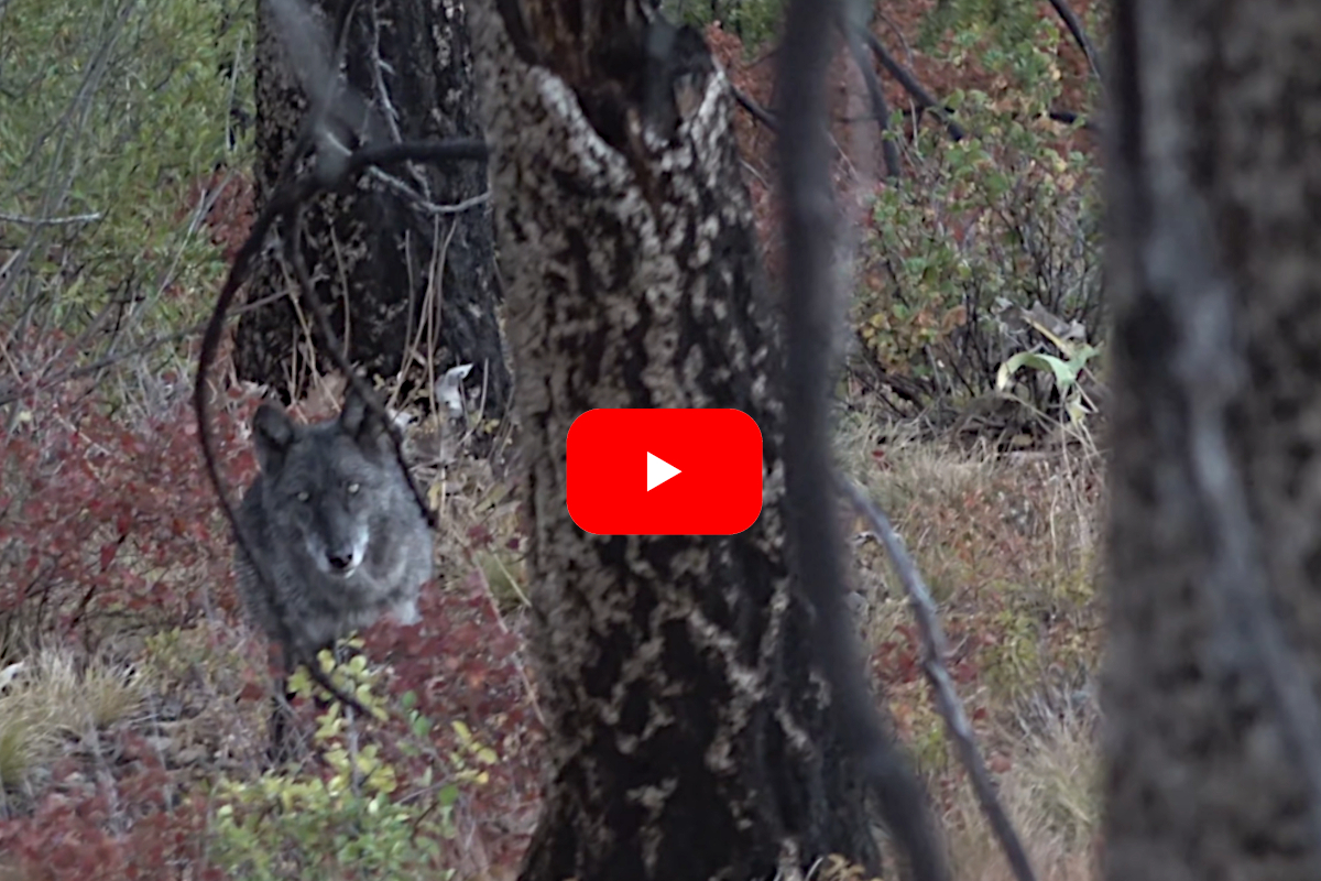 Idaho Wolf Hunters Call in Pack of 13 Predators During Pulse-Pounding ...