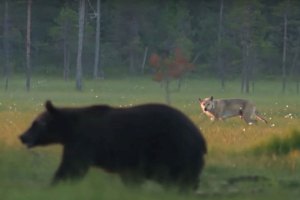 Bear Cub and Deer Fawn Meet for the First Time - Wide Open Spaces
