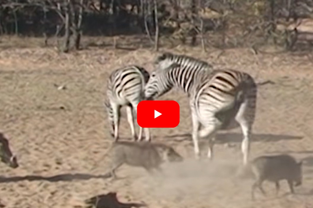 Zebra Knocks Warthog Out Cold With One Swift Kick - Wide Open Spaces