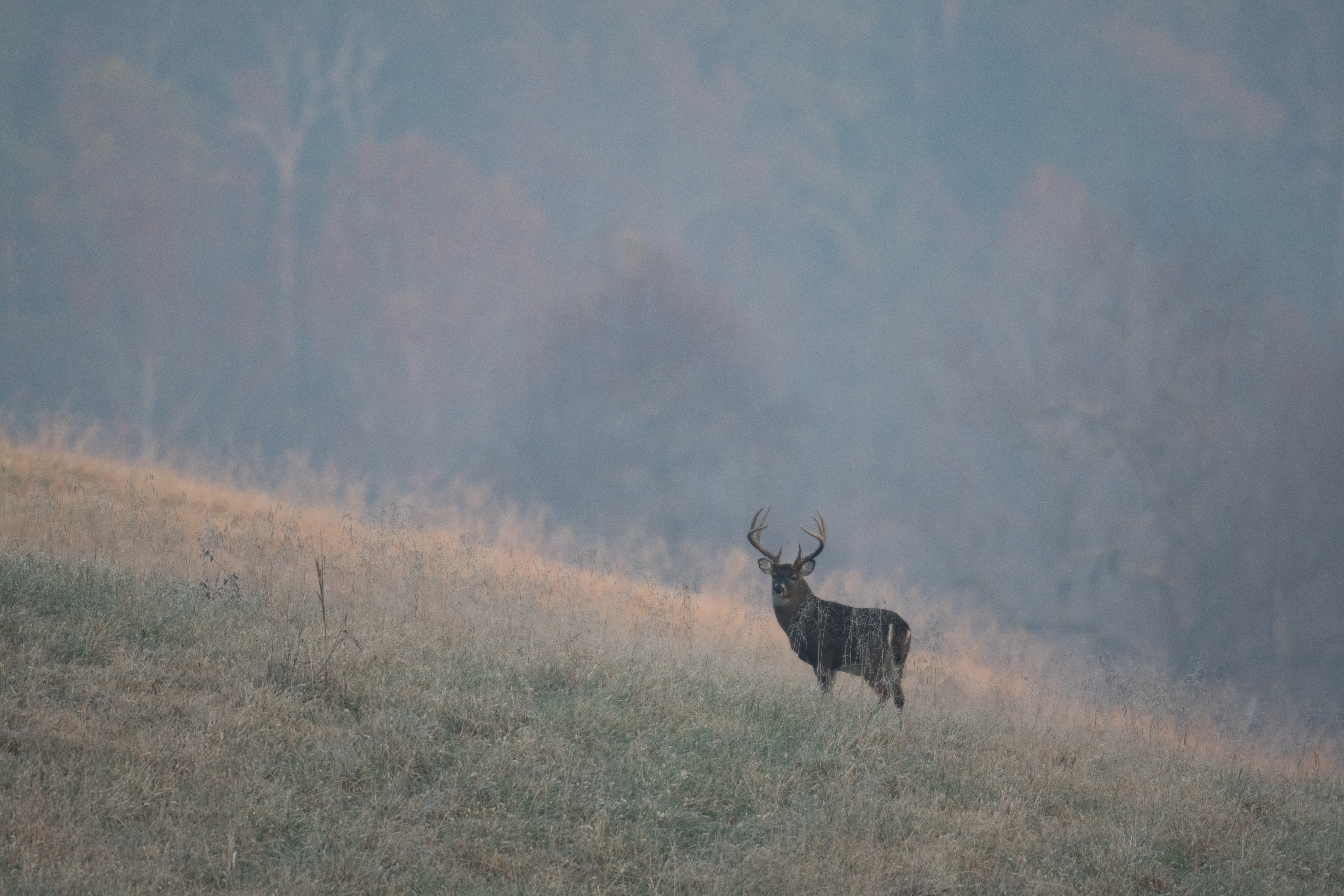 The Truth Behind the 430-Pound Deer Legend