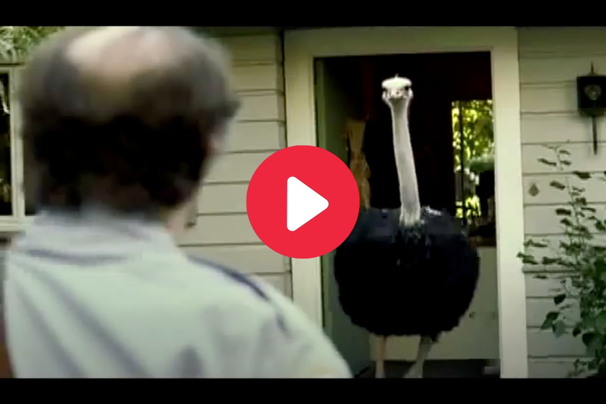 Pedigree Super Bowl Commercial: 2009's "Crazy Pets" Still Brings Laughs