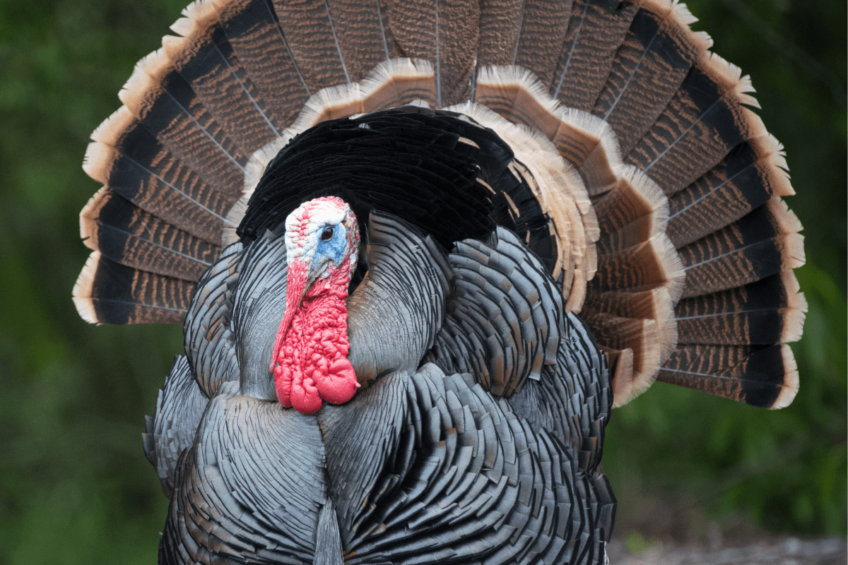 Quit Cold Turkey: Meaning + How It Became a Popular Phrase