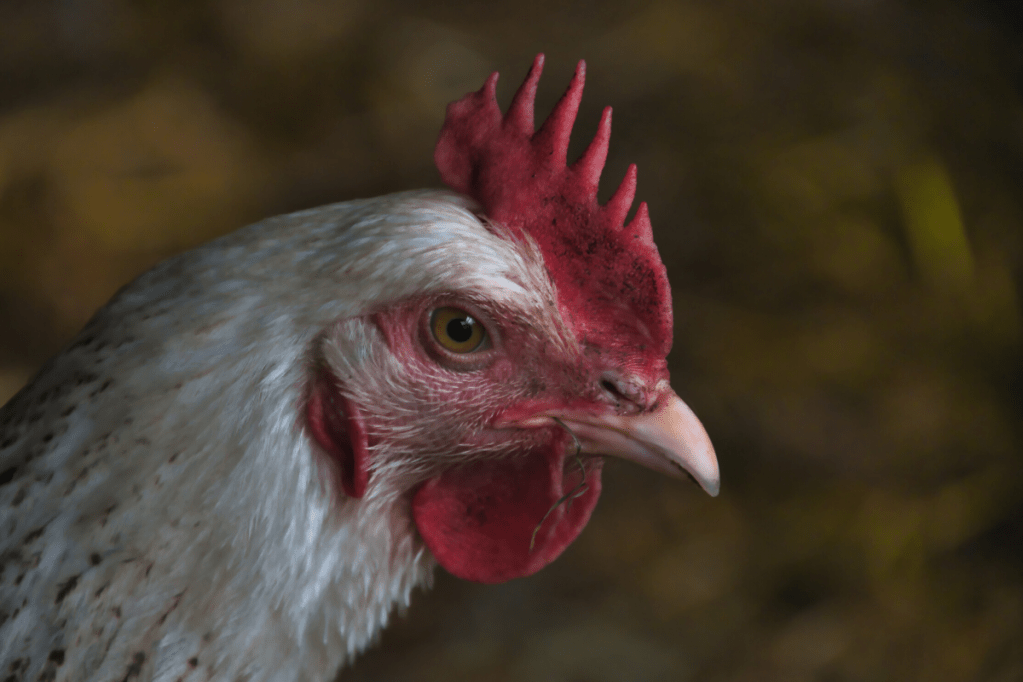 Cuckoo Maran: Appearance, Temperament and Egg Laying