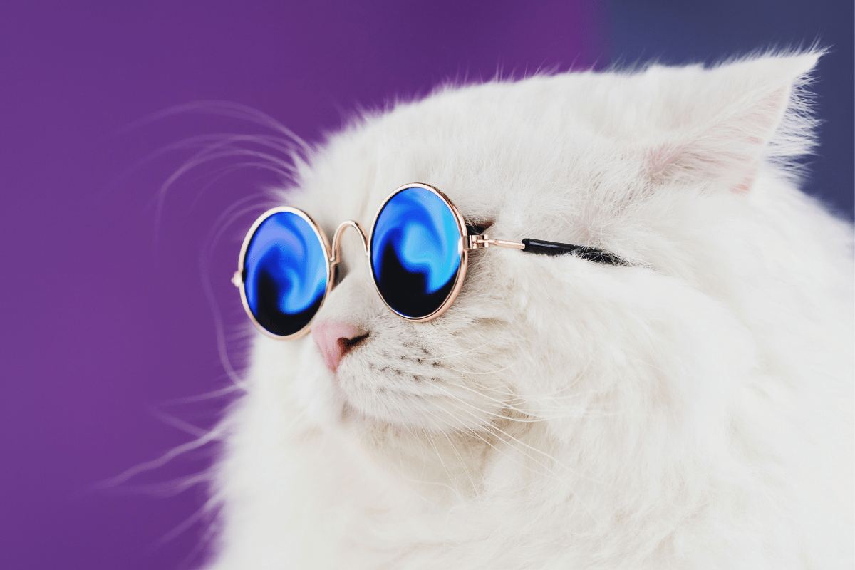 The Cat's Meow: What Does It Mean & Where Did It Come From?