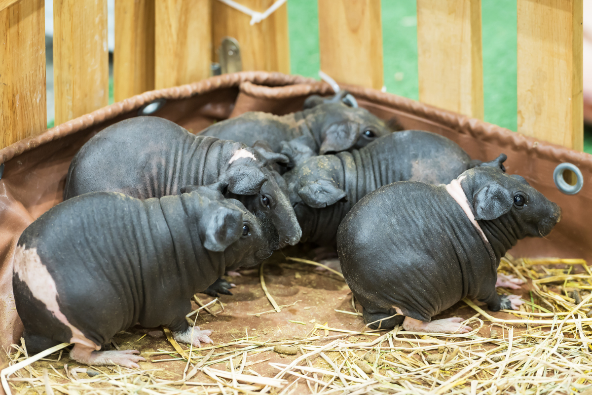 Skinny Pig: The Hairless History of This Strange Breed