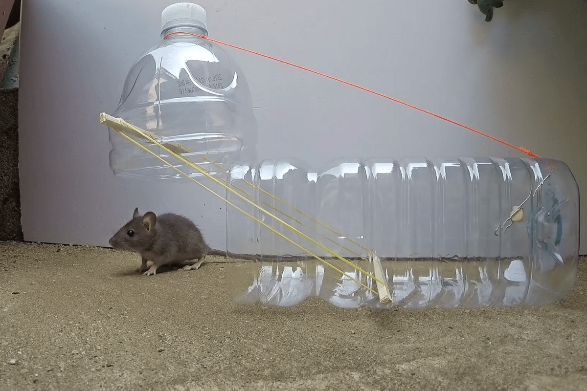DIY Mouse Traps You Can Make at Home