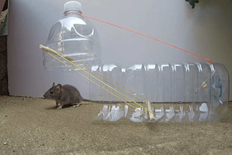 DIY Mouse Traps You Can Make at Home