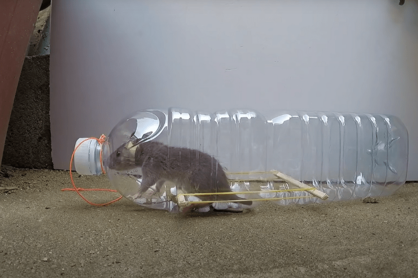 DIY Mouse Traps You Can Make at Home