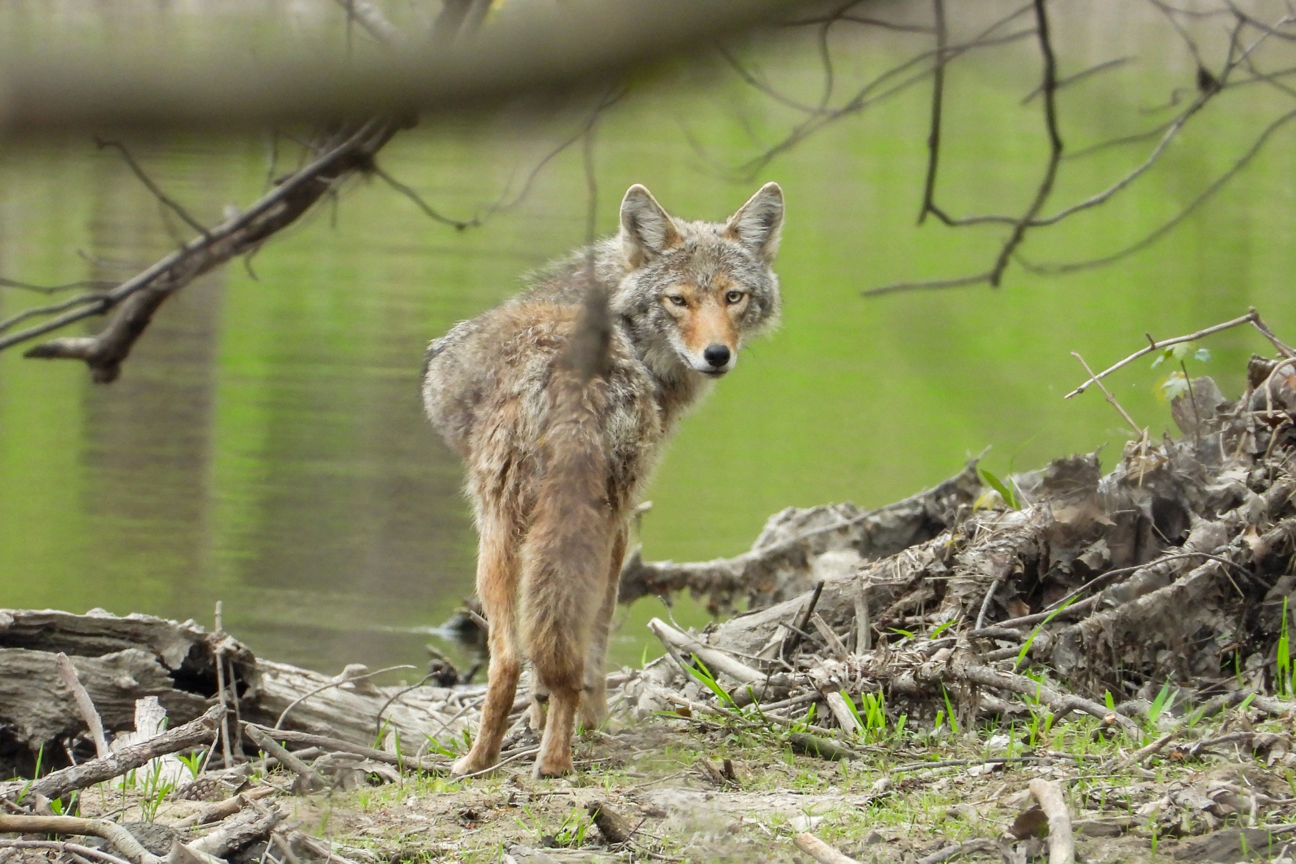 Coyote Hunting 101: Everything a Coyote Hunter Needs to Know