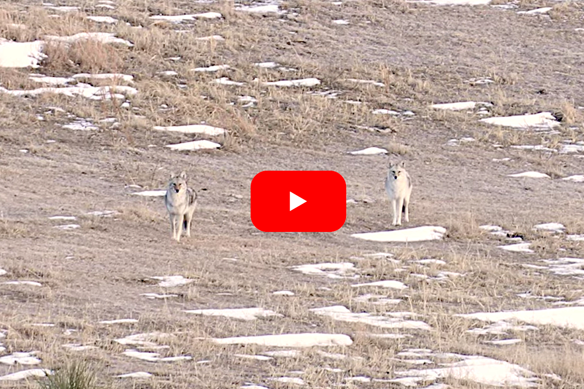 Coyote Hunters Pile Up 4 Predators in One Spot, Including Two ...