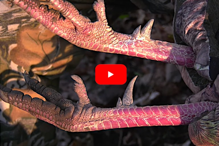 How to Remove Turkey Spurs for a Spur Necklace - Wide Open Spaces