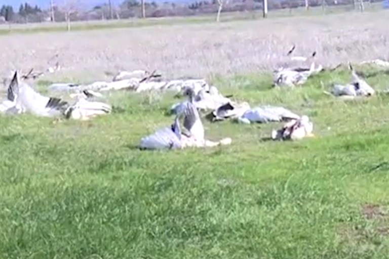 Dumping of 40 Geese Carcasses Being Investigated by California Fish and ...