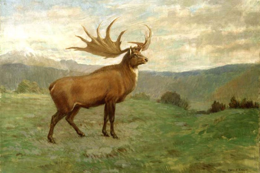 The Irish Elk: What is This Beast, and When and Where Did It Live ...
