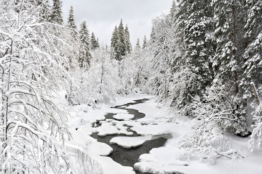 Cold Weather and Mosquitoes: How the Seasons Affect These Biting Bugs ...