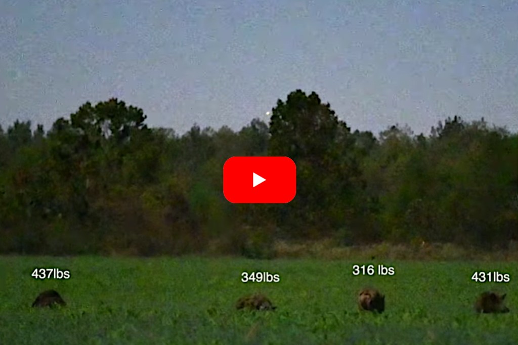 Hunters Cull Multiple 400+ Pound Feral Hogs From a Farm in a Single ...