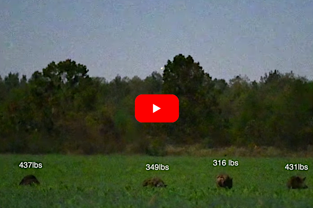 Hunters Cull Multiple 400+ Pound Feral Hogs From a Farm in a Single ...