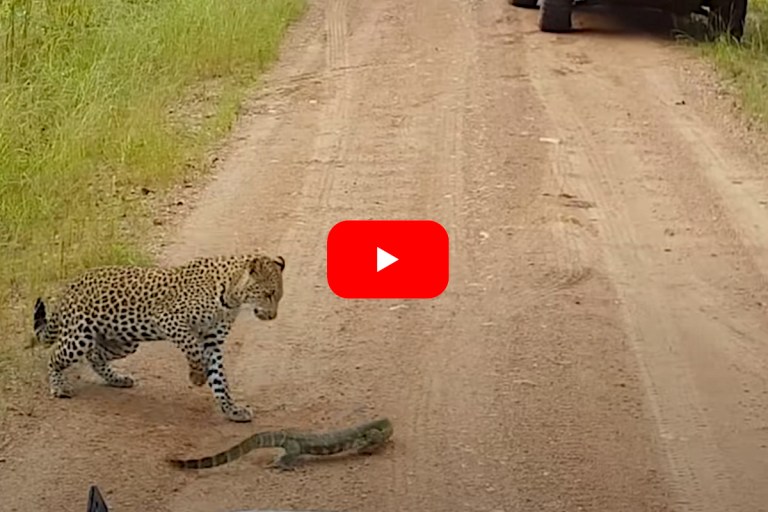 Leopard Plays With Its Food, a Monitor Lizard in Front of Tourist ...