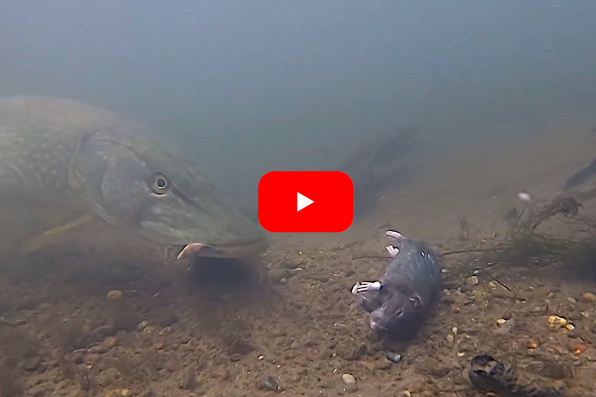 Angler Films Hungry Northern Pike Eating Dead Rat on River Bottom ...