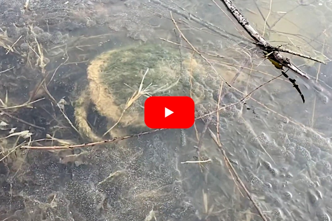 Goose Hunter Catches Sluggish Snapping Turtle Under Winter Ice - Wide ...