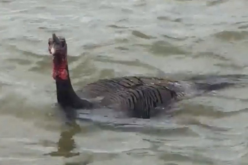 Every Hunter Will Double-Take After Seeing This Swimming Turkey - Wide ...