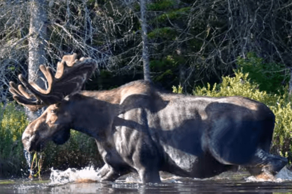 'Helldiver Moose' Captured on Video By New York Canoeists - Wide Open ...