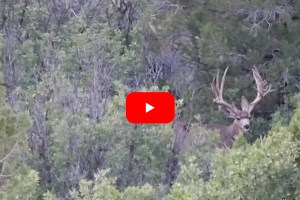 Hunters Spot and Stalk 250-Inch Mule Deer in Utah - Wide Open Spaces