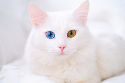 Albino Cats: What Are They? Are They Different From Plain White Cats?