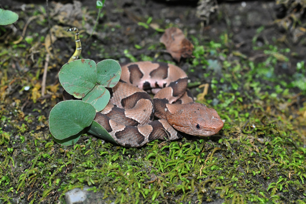 Baby Copperheads: What They Look Like + Protecting Your Pets