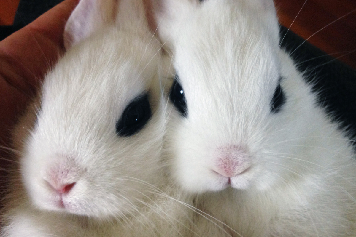 Blanc de Hotot Rabbit: Where Are They From? Characteristics + More