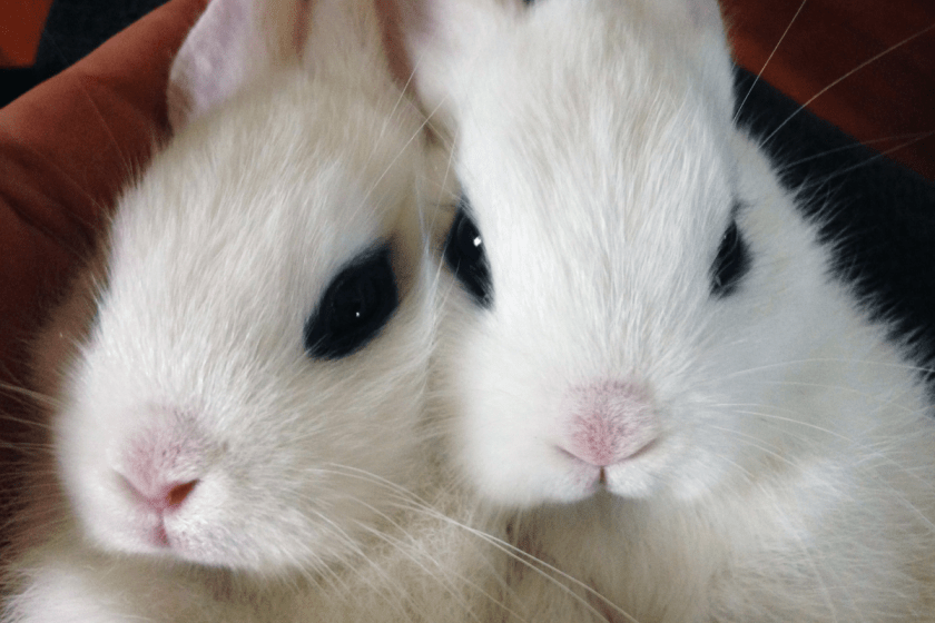 Blanc de Hotot Rabbit: Where Are They From? Characteristics + More